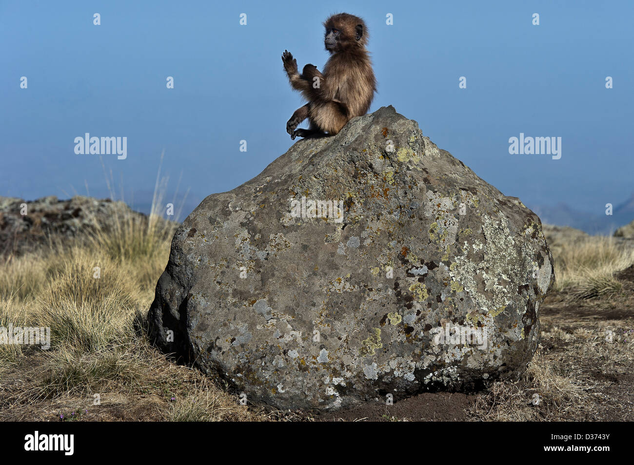 Baboon on a rock hi-res stock photography and images - Alamy