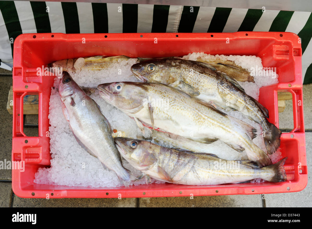 Atlantic cod and ice hi-res stock photography and images - Alamy