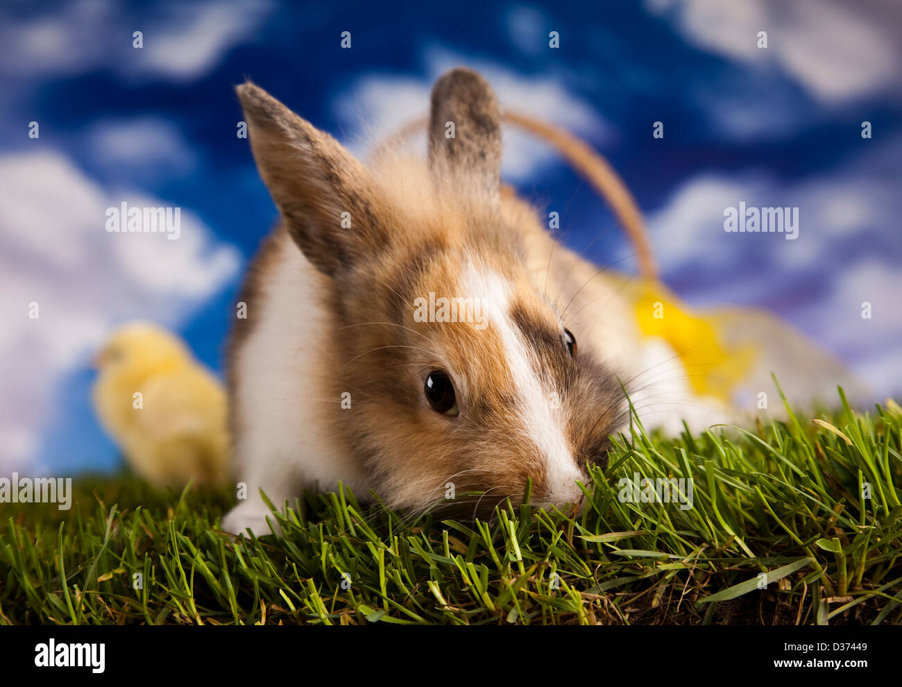 Happy Easter. Chickens and bunny Stock Photo - Alamy