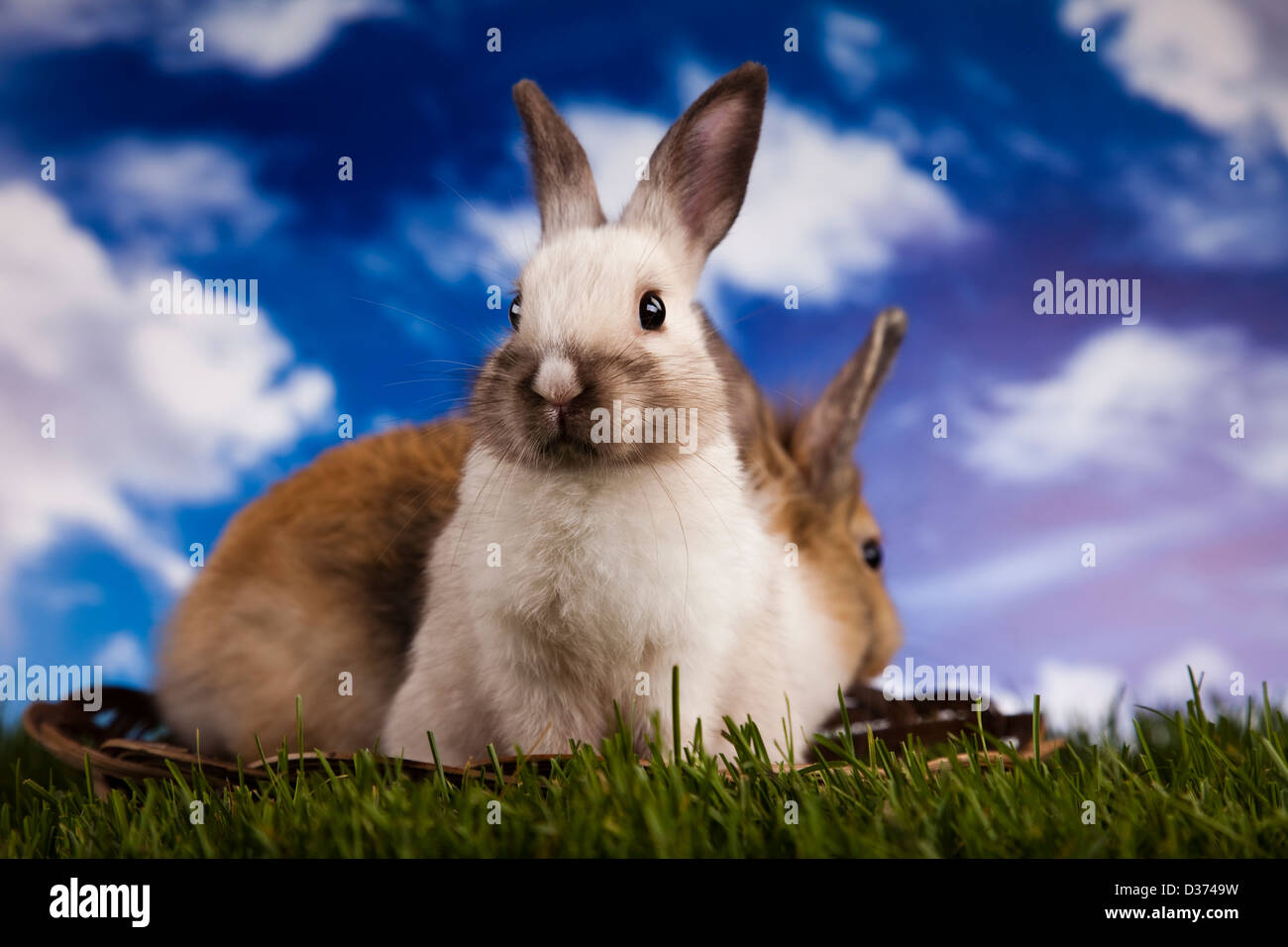 Green background and two little rabbits Stock Photo - Alamy