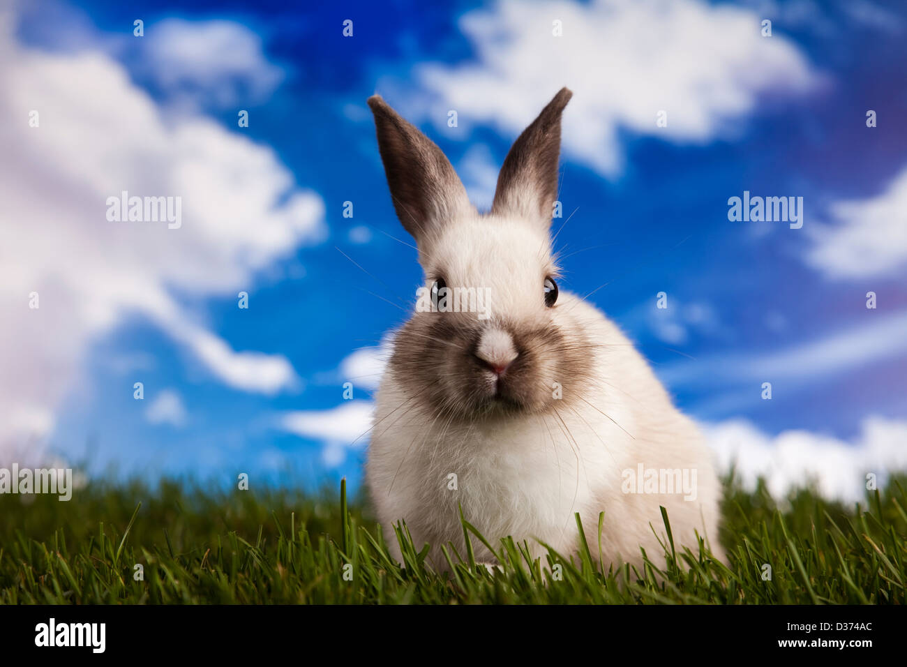 Green and rabbit Stock Photo - Alamy