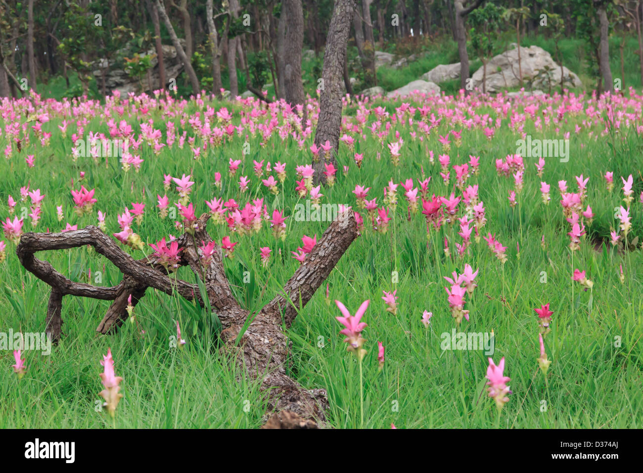 Wild siam tulips blooming in the jungle in Chaiyaphum province ...
