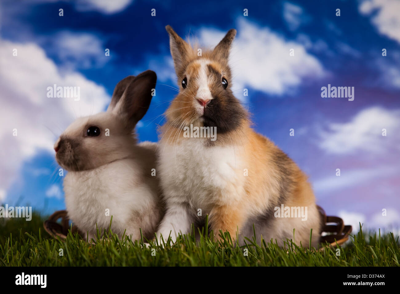 Green background and two little rabbits Stock Photo - Alamy