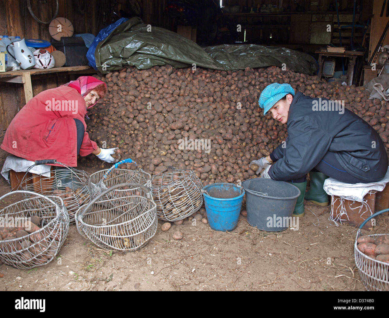 Women sorting potatoes from stack in country barn Stock Photo - Alamy Women sorting potatoes from stack in country barn Stock Photo - Alamy