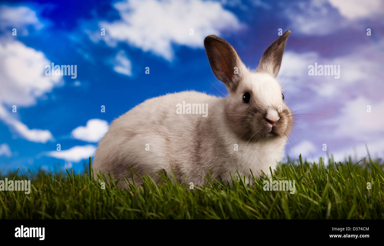 Green and rabbit Stock Photo - Alamy