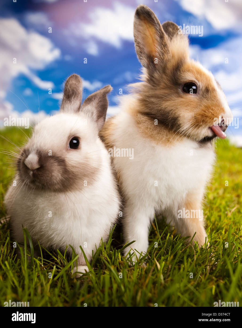 Green background and two little rabbits Stock Photo - Alamy