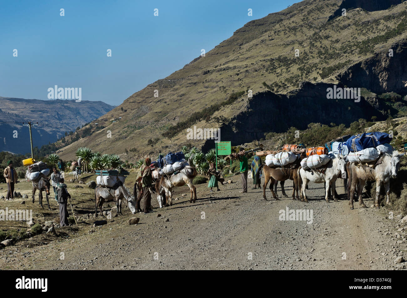 Donkeys caravan on the Simien mountains, Ethiopia Stock Photo - Alamy