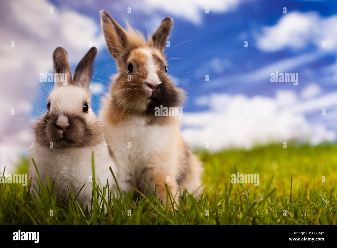 Green background and two little rabbits Stock Photo - Alamy