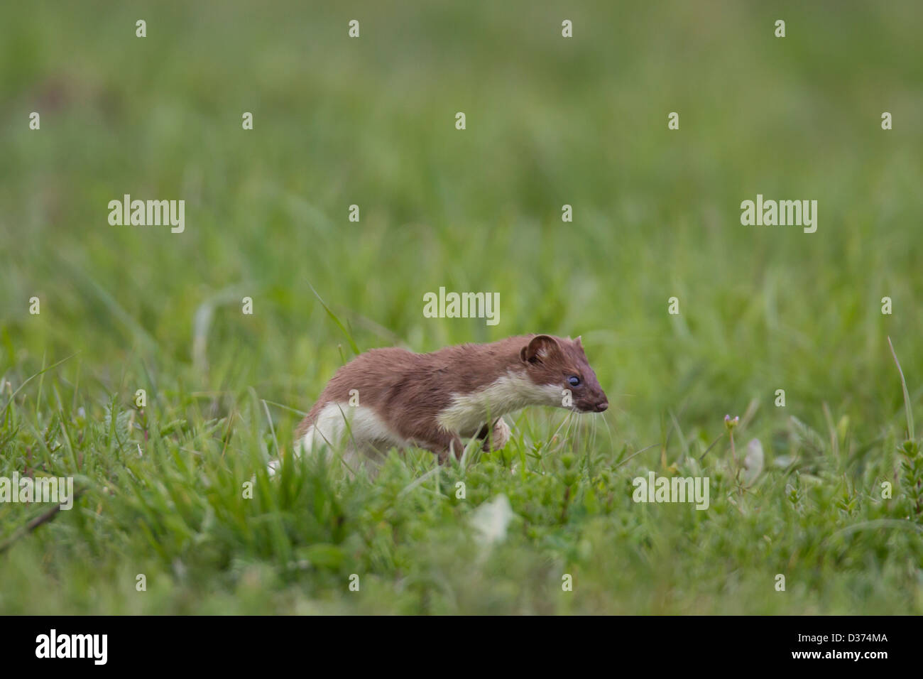 Großes Wiesel Hermelin Mustela erminea ermine Stock Photo - Alamy