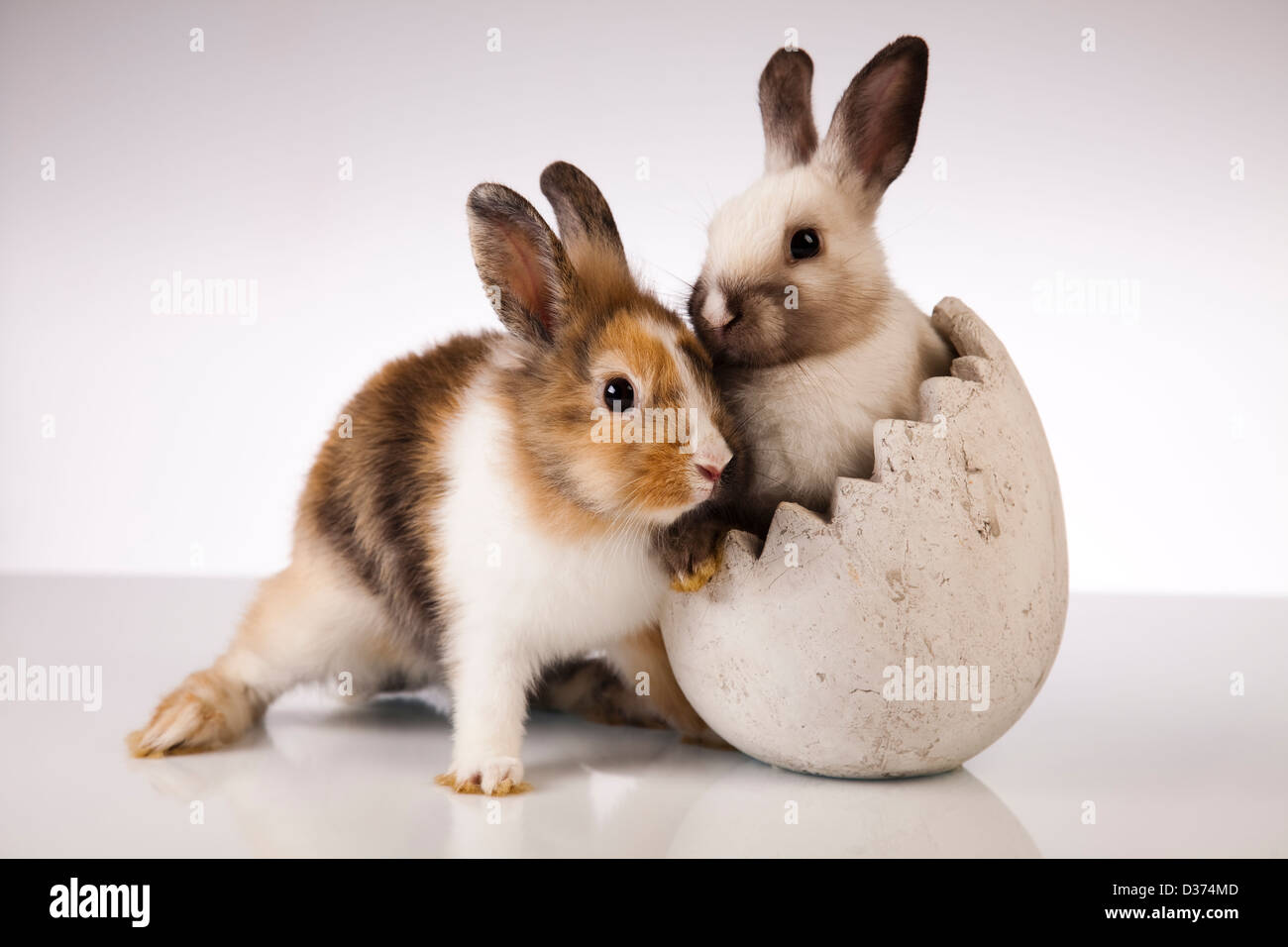 A rabbit isolated white background Stock Photo - Alamy