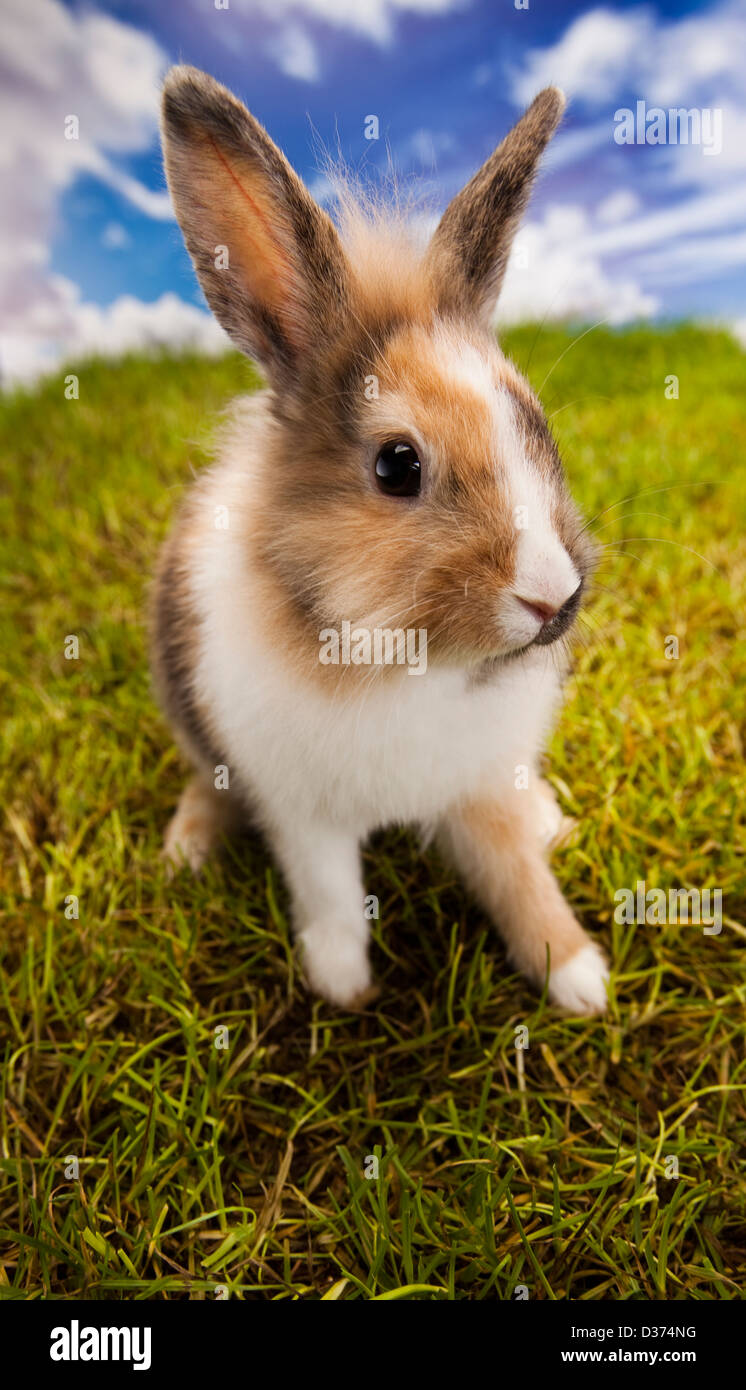 Green background and bunny Stock Photo - Alamy