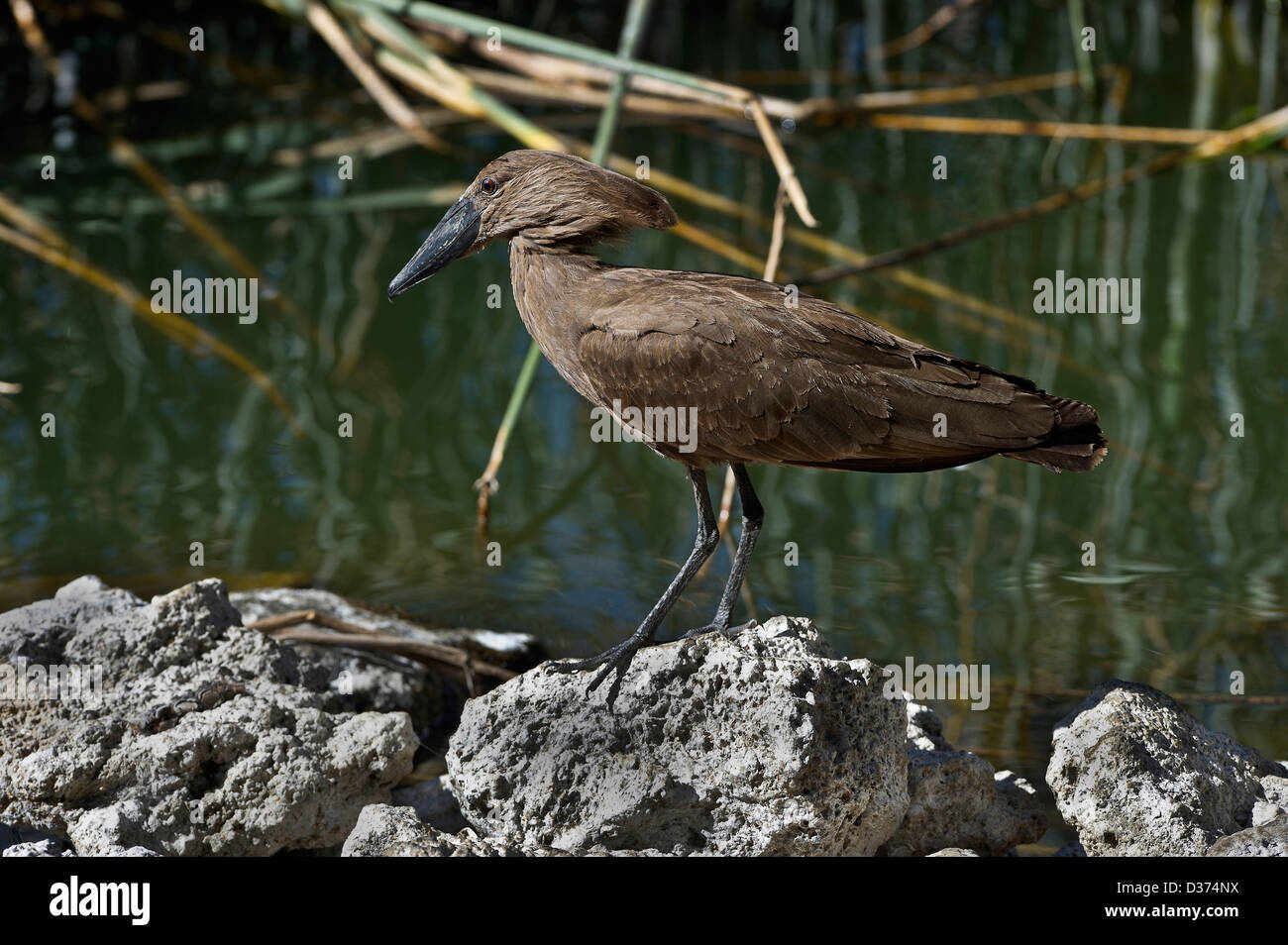 Hammerkop, Scopus umbretta, Ethiopia Stock Photo - Alamy