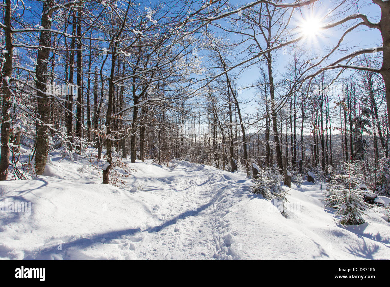 winter in bavarian forest, germany Stock Photo - Alamy