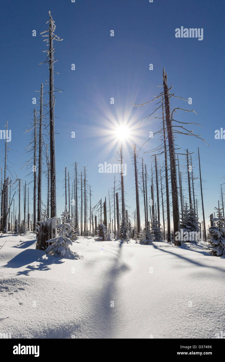 winter in bavarian forest, germany Stock Photo - Alamy