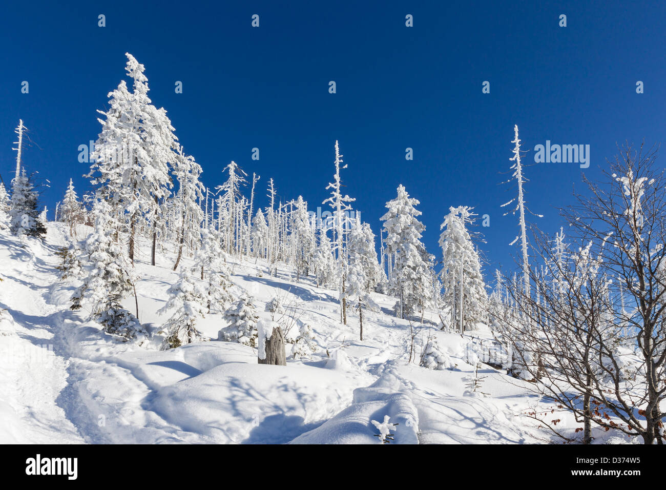 winter in bavarian forest, germany Stock Photo - Alamy