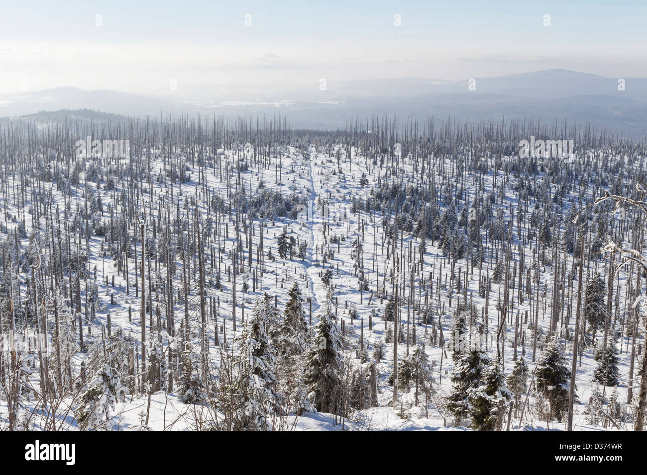 winter in bavarian forest, germany Stock Photo - Alamy