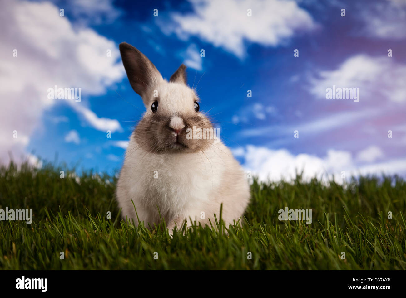 Green and rabbit Stock Photo - Alamy