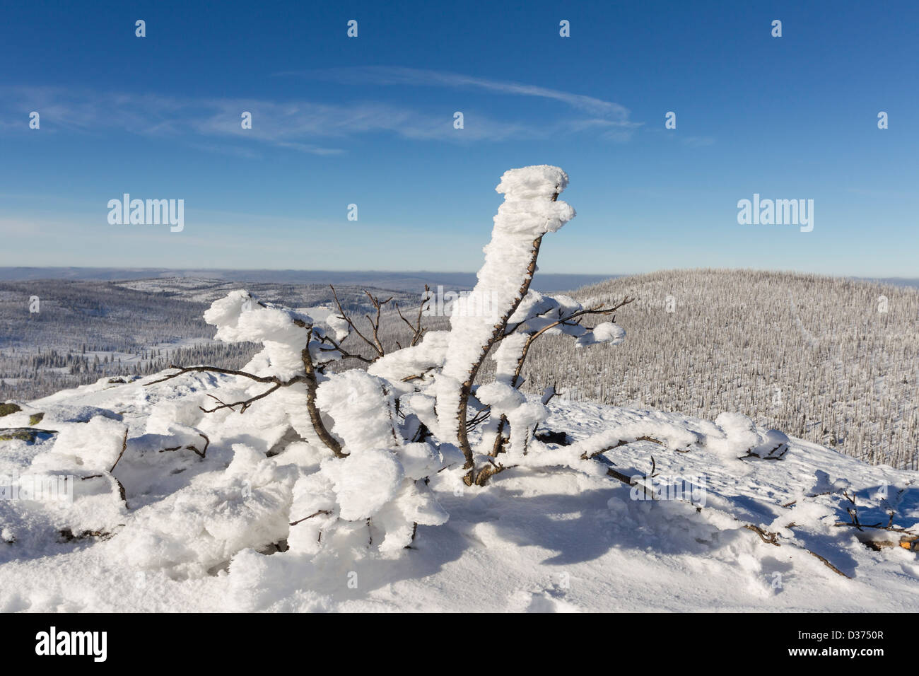 winter in bavarian forest, germany Stock Photo - Alamy