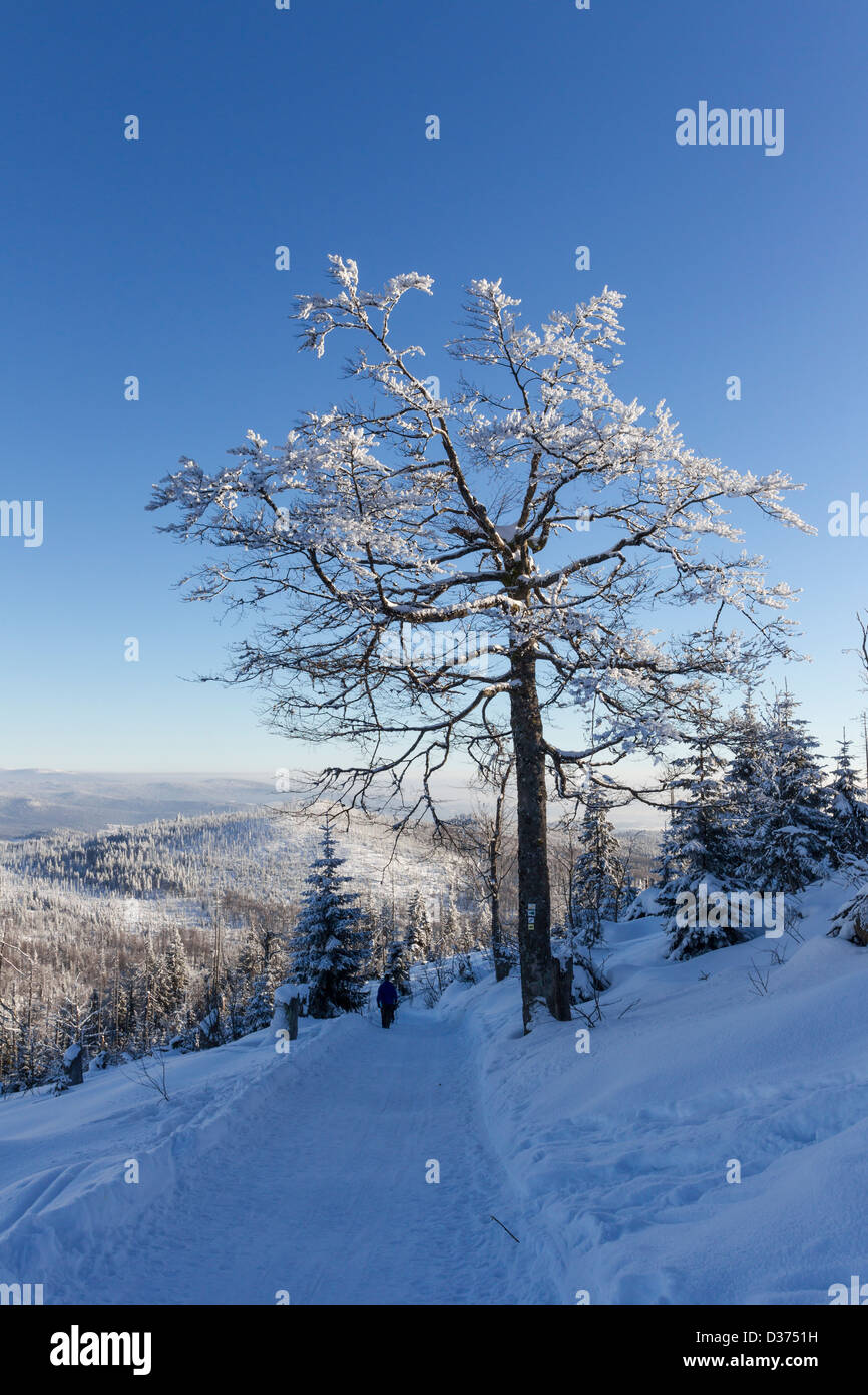 winter in bavarian forest, germany Stock Photo - Alamy