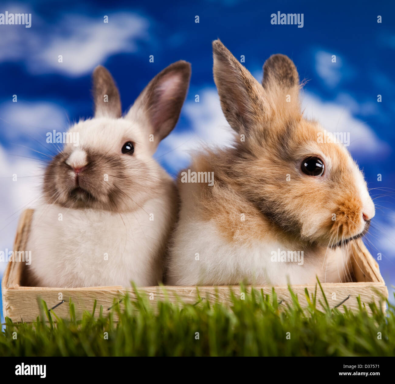 Green background and two little rabbits Stock Photo - Alamy