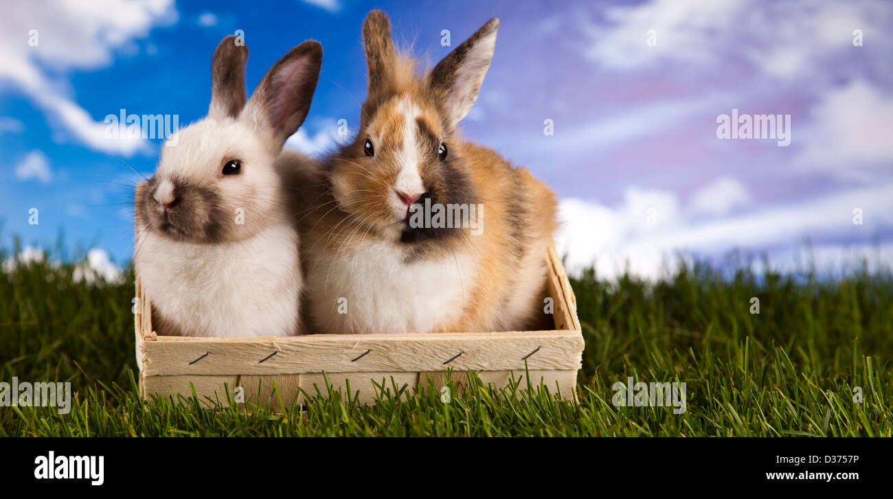 Green background and two little rabbits Stock Photo - Alamy