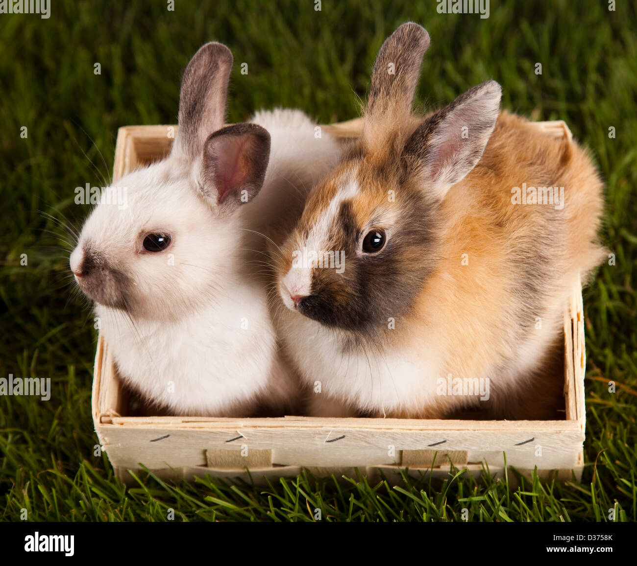 Green background and two little rabbits Stock Photo - Alamy
