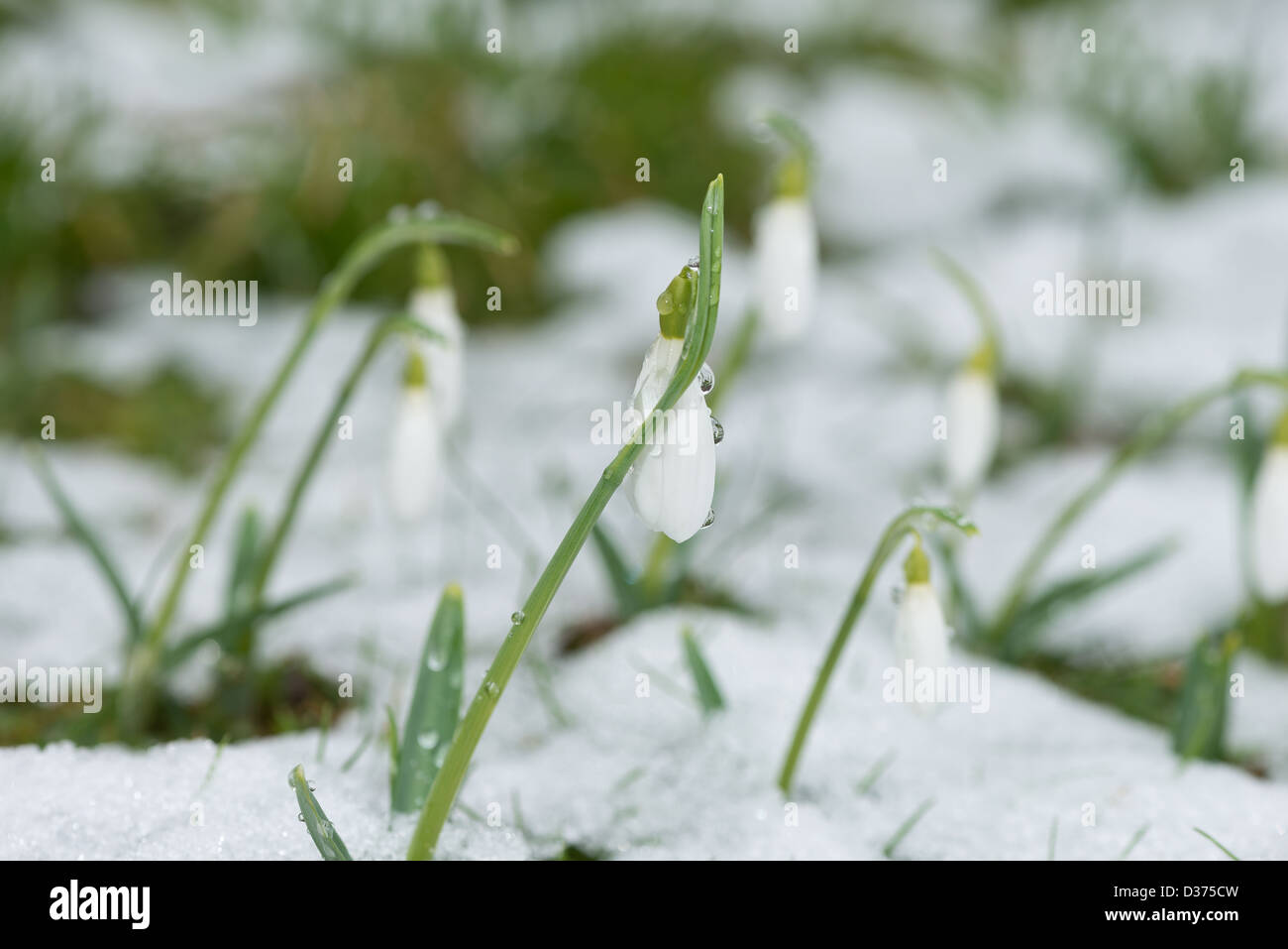 first flowers of new year, close up common snowdrop fully open in new ...
