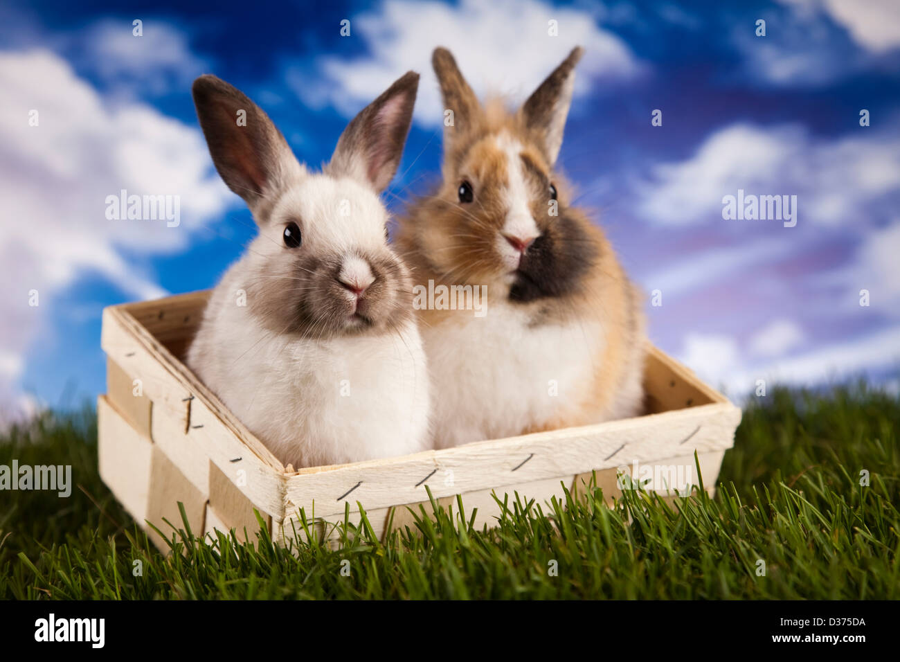 Green background and two little rabbits Stock Photo - Alamy