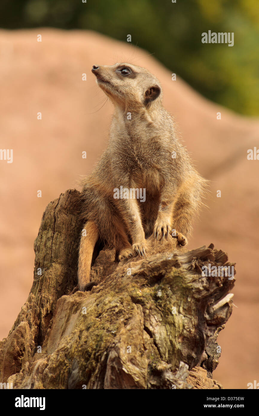 Simples hi-res stock photography and images - Alamy