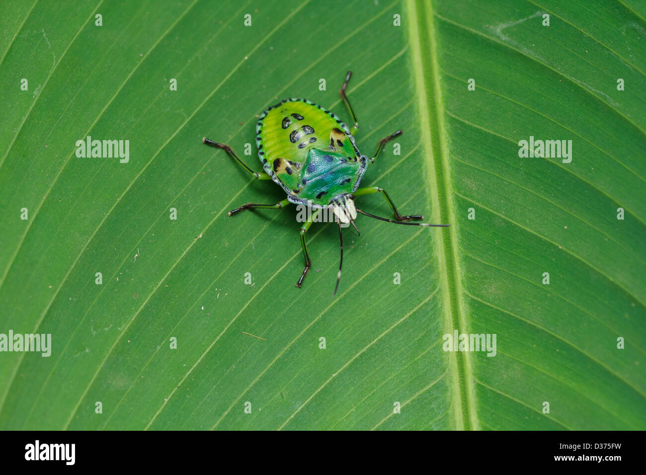 Insect banana leaf hi-res stock photography and images - Alamy