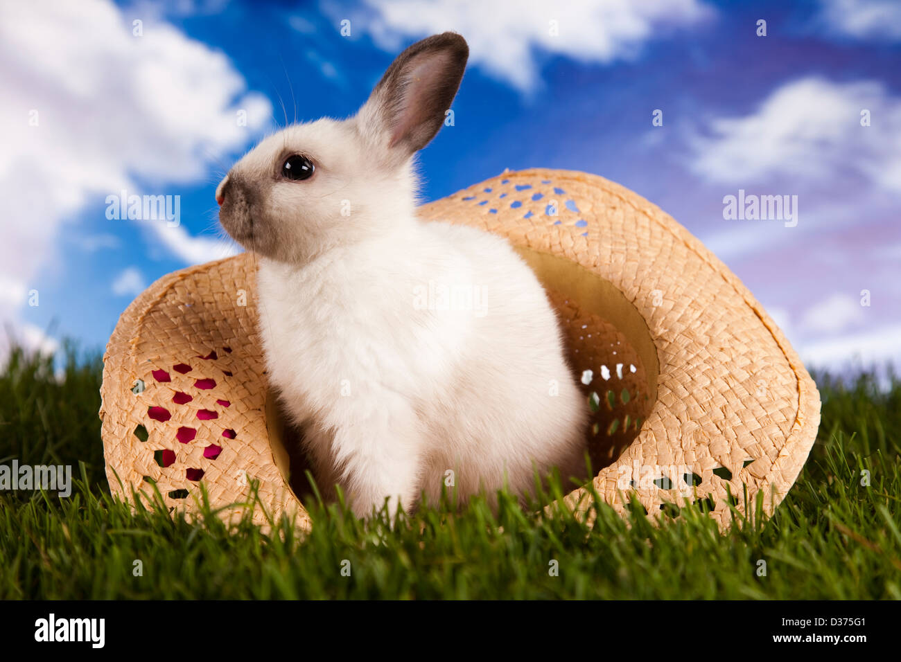 Spring bunny and green grass Stock Photo - Alamy