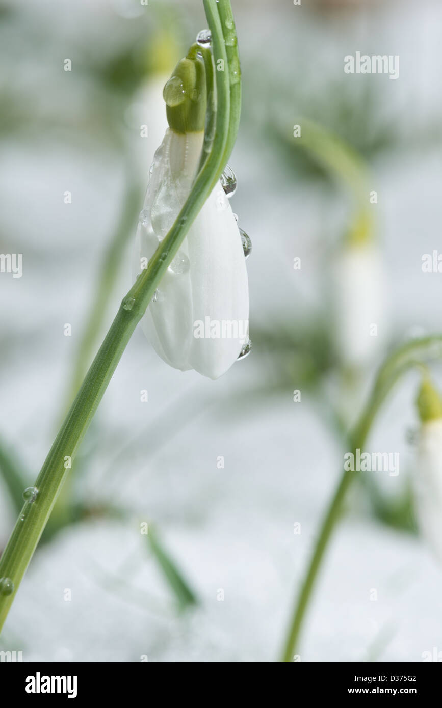 first flowers of new year, close up common snowdrop fully open in new ...