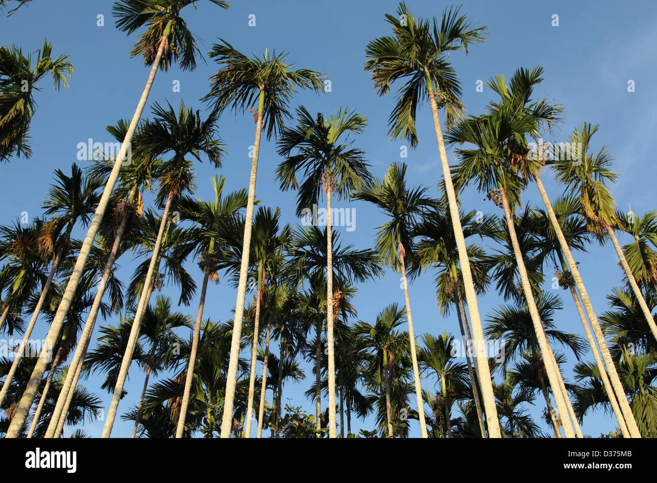 Palm tree background hi-res stock photography and images - Alamy