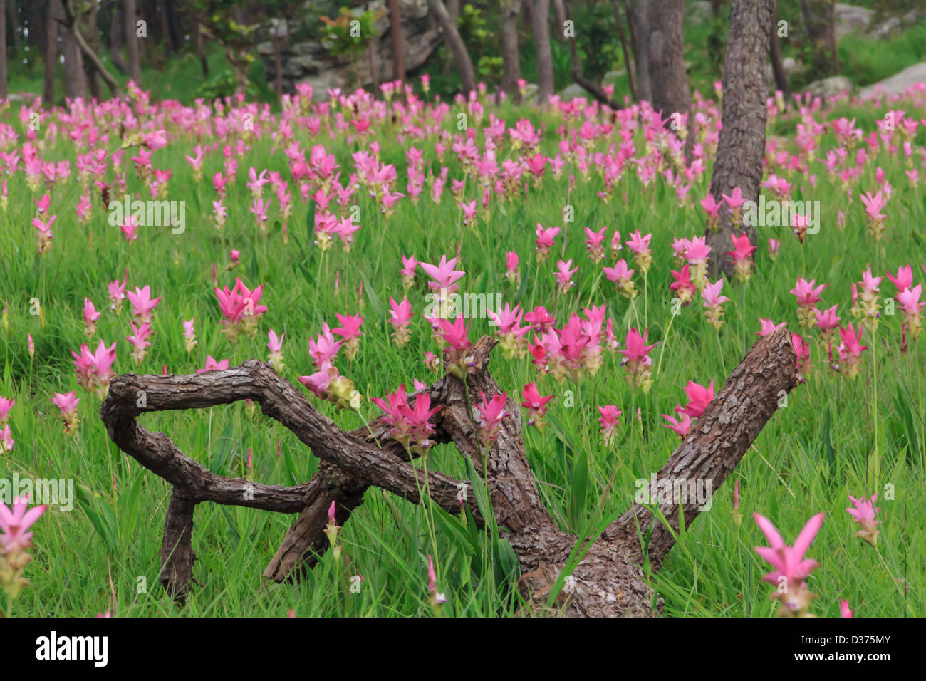 Wild siam tulips blooming in the jungle in Chaiyaphum province ...