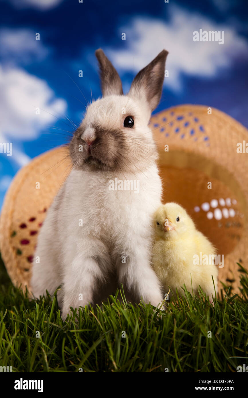Easter bunny and chick on green background Stock Photo - Alamy