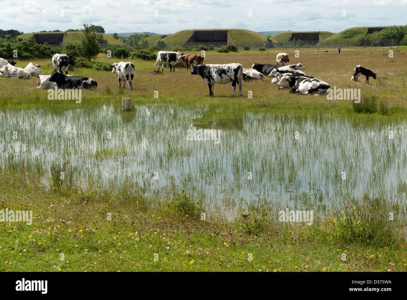 Greenham Common environmental restoration: Cattle grazing beside a pond ...
