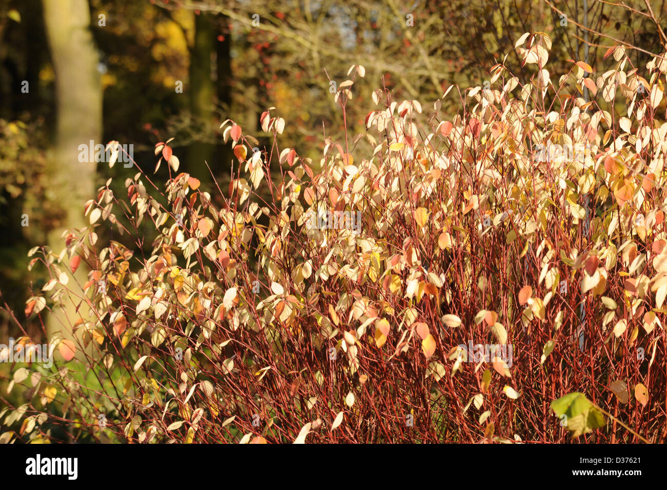Russet colour leaves hi-res stock photography and images - Alamy