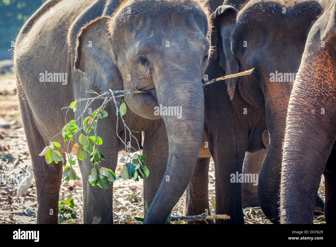 Elephant family eating grass hi-res stock photography and images - Alamy
