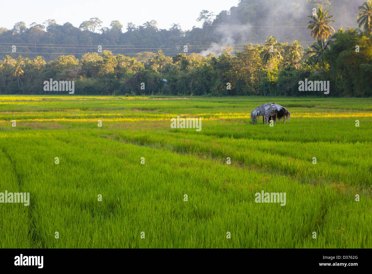 Sri rice farming hi-res stock photography and images - Alamy