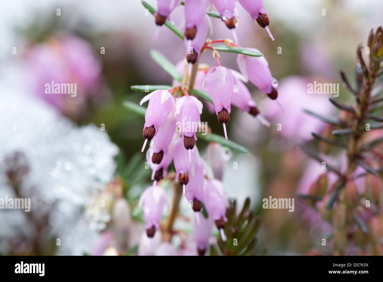 Erica cinerea heather plant on chalk soil heath pale pink to mauve ...