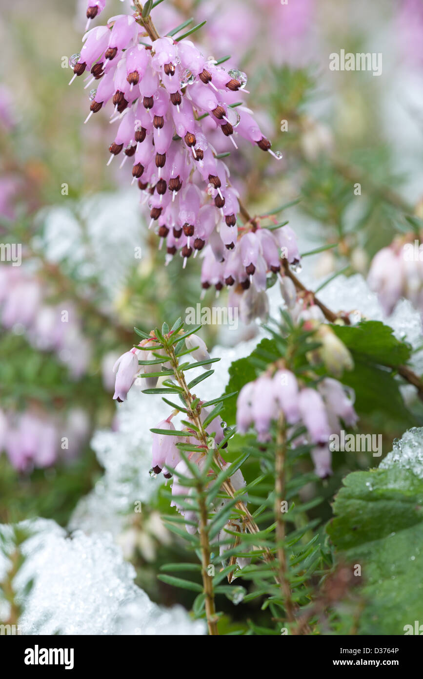 Erica cinerea heather plant on chalk soil heath pale pink to mauve ...