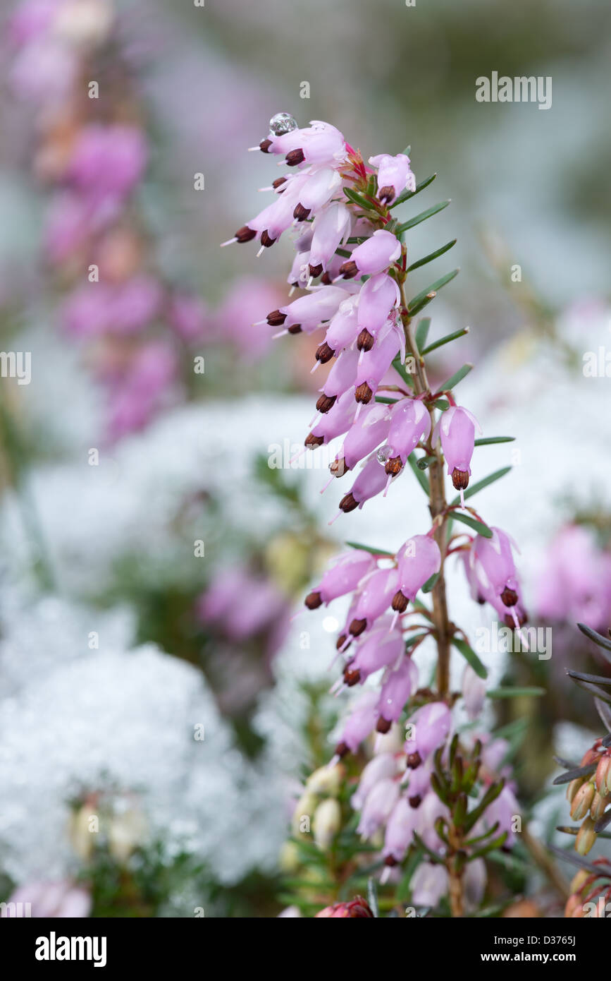 Erica cinerea heather plant on chalk soil heath pale pink to mauve ...