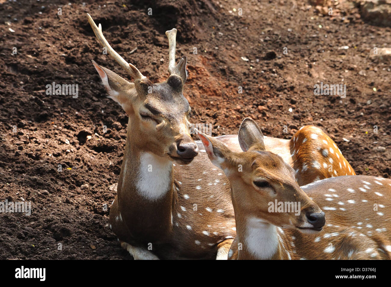 Indian Spotted deer (Axis axis Stock Photo - Alamy