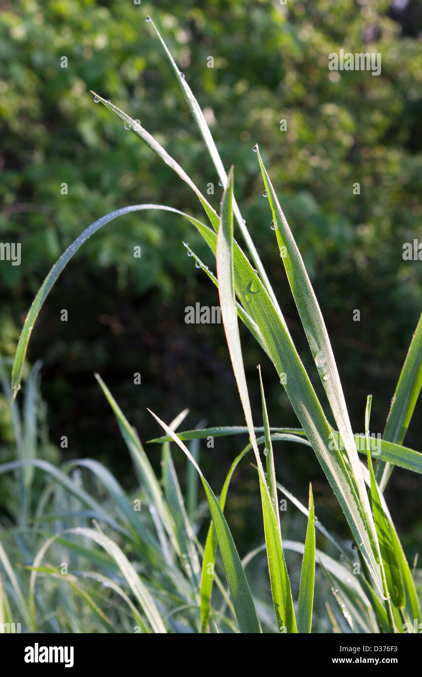 Green Grass Morning Dew shows light shining down on the glistening ...