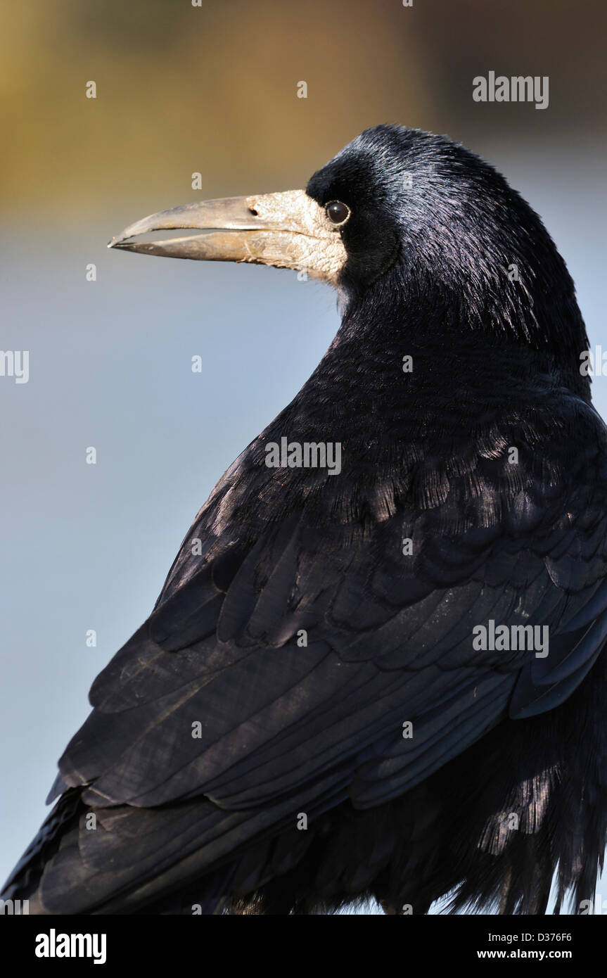 Closeup of rook hi-res stock photography and images - Alamy