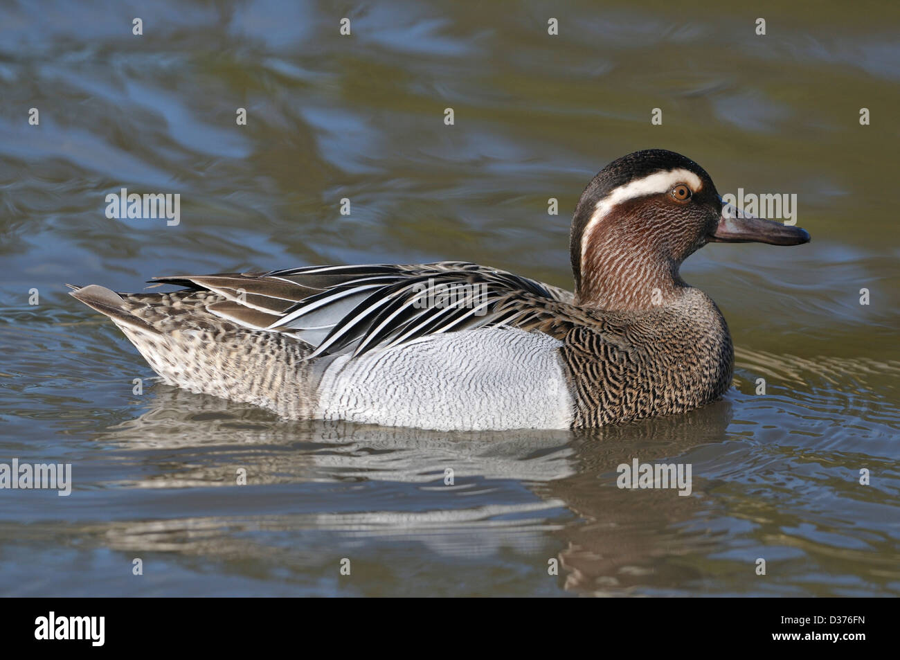 Garganey duck hi-res stock photography and images - Alamy