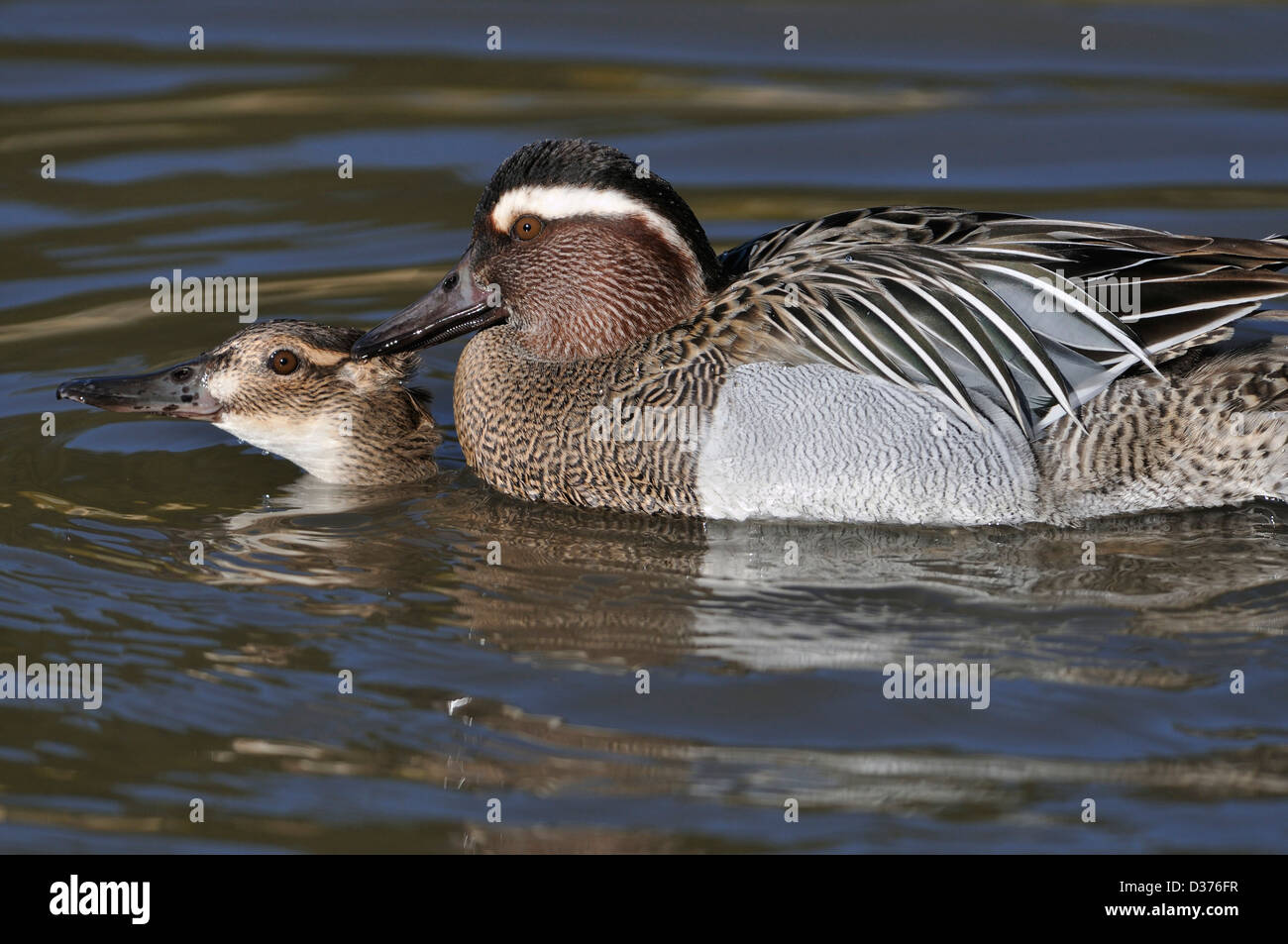 Garganey duck hi-res stock photography and images - Alamy