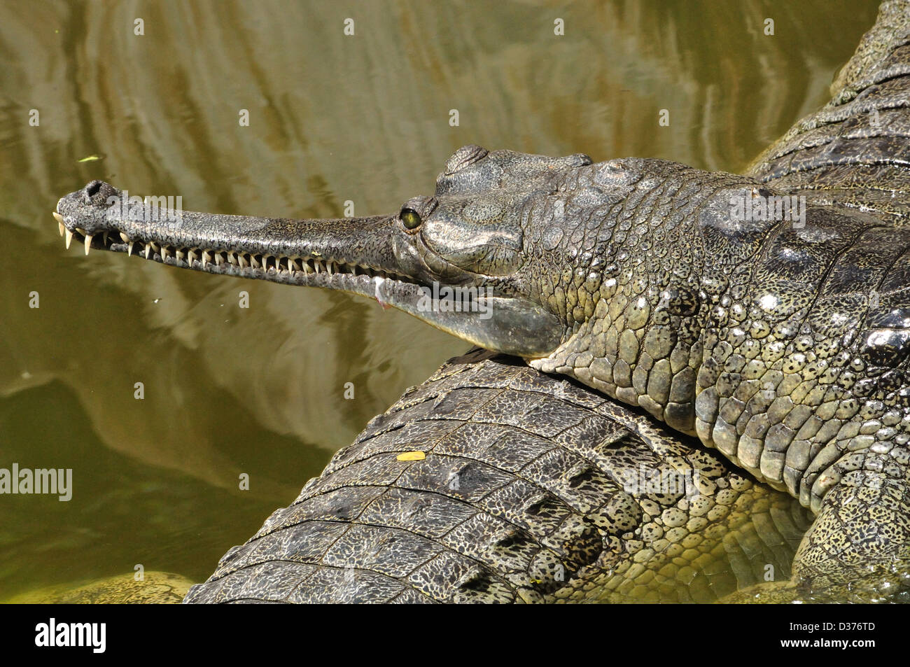 Indian Gharial (Gavialis gangeticus Stock Photo - Alamy