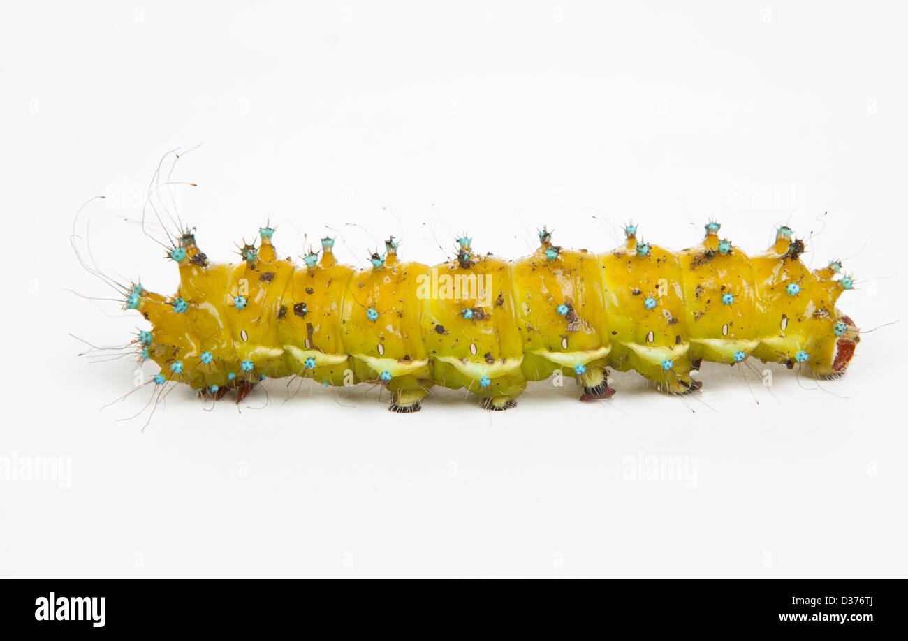 large caterpillar on a white background Stock Photo - Alamy