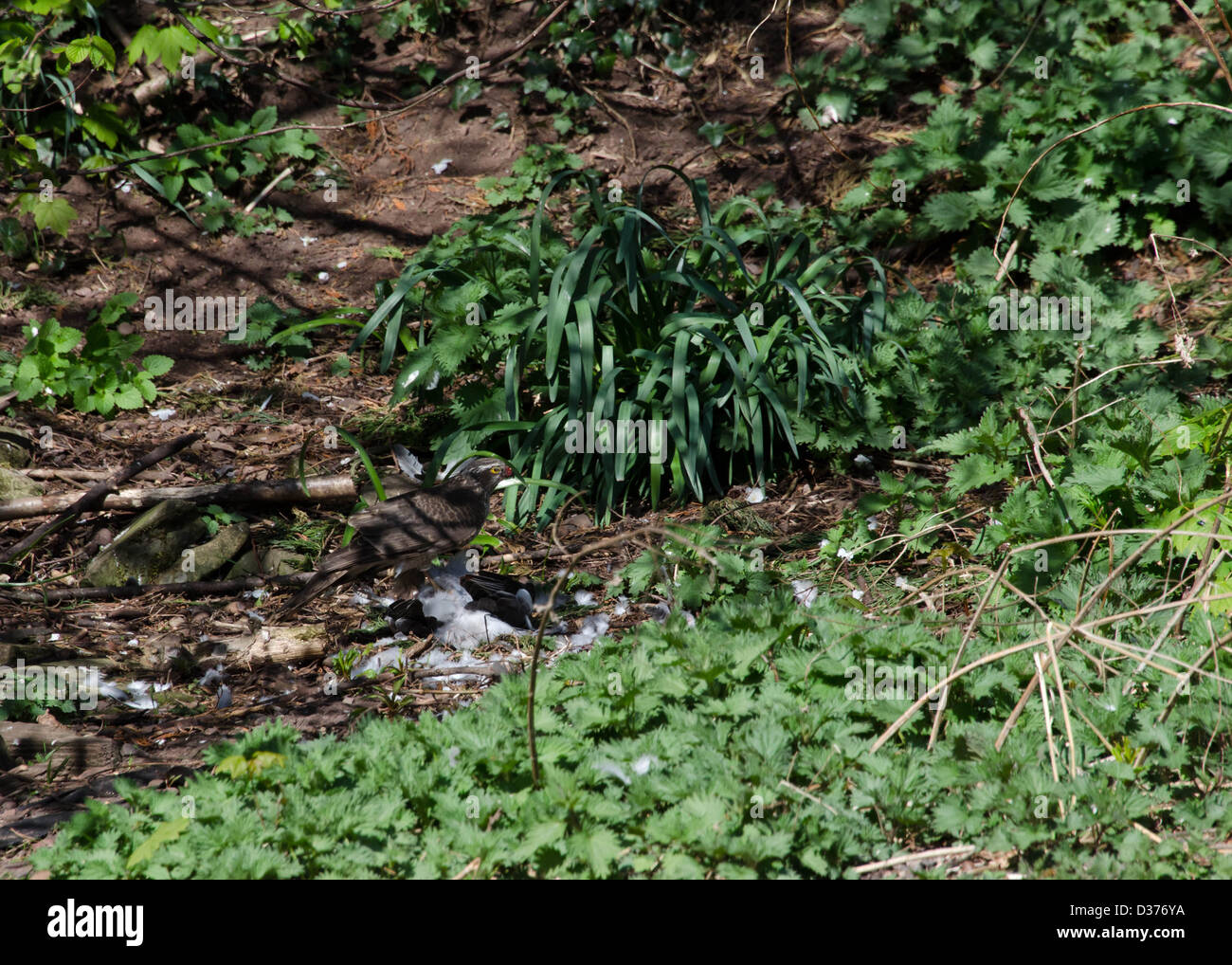 Sparrow hawk with Wood Pigeon Kill pt 2 Stock Photo - Alamy